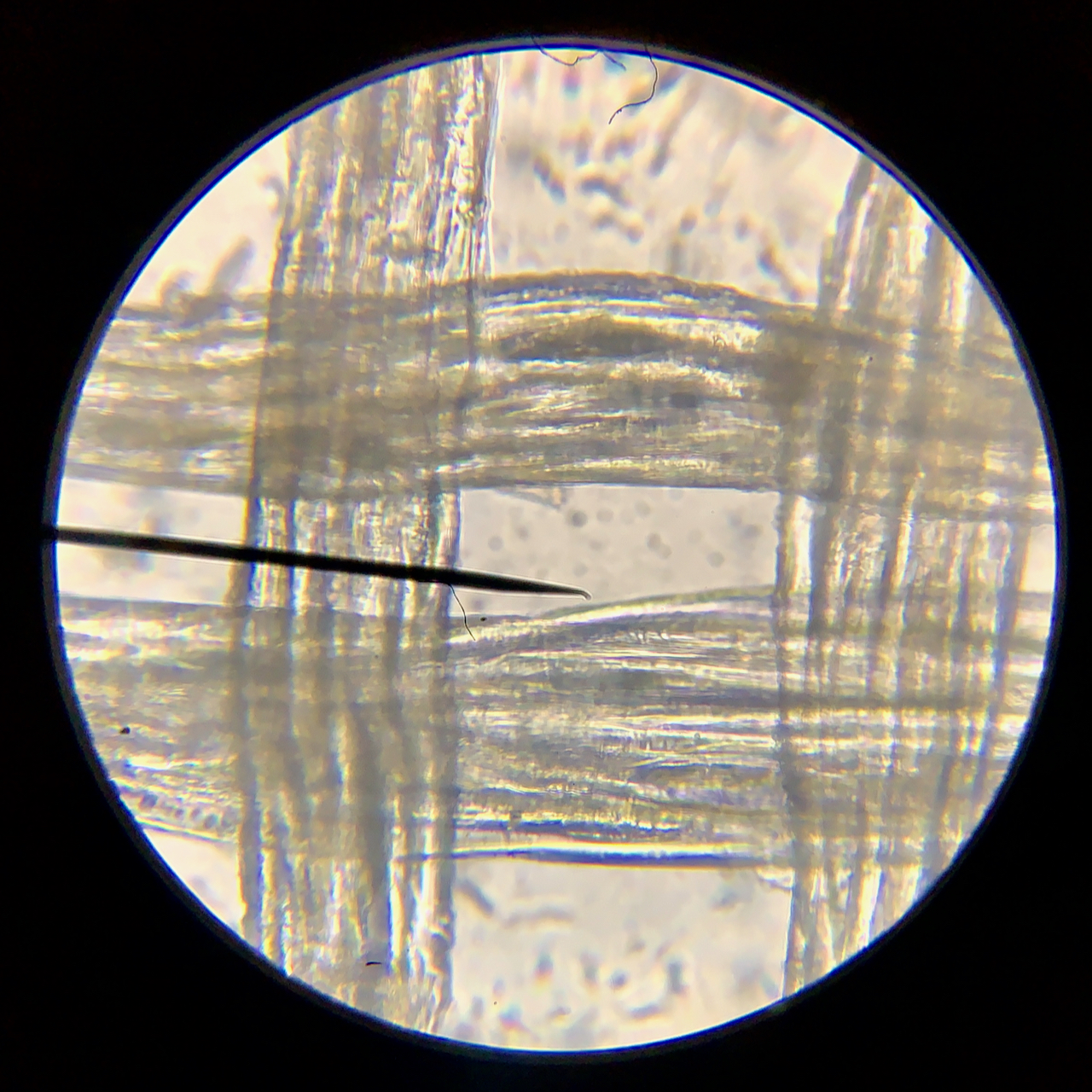 Silk under a microscope > with my hands - Dream